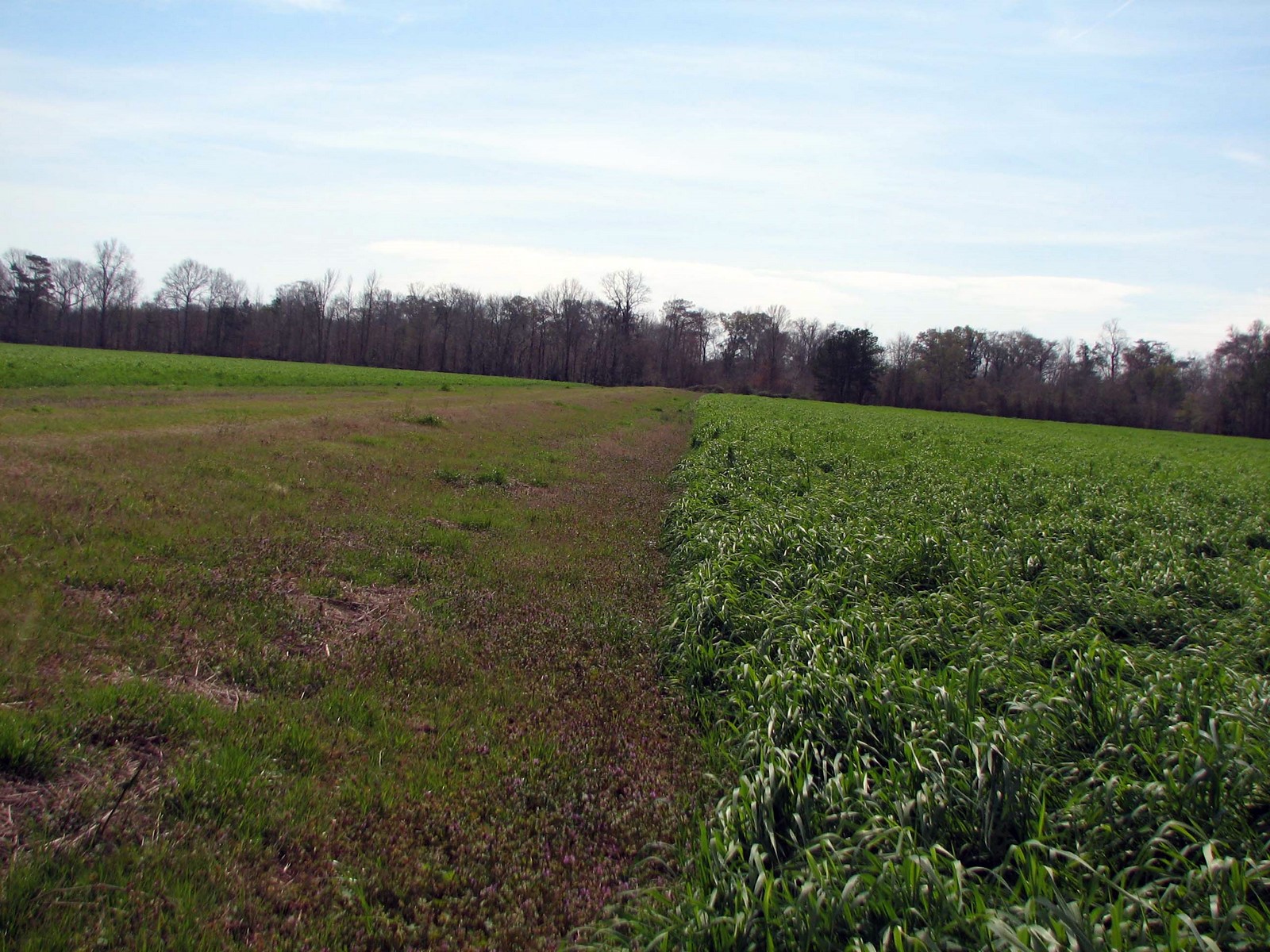 Locations Hub - Auburn University-Wheat Fields