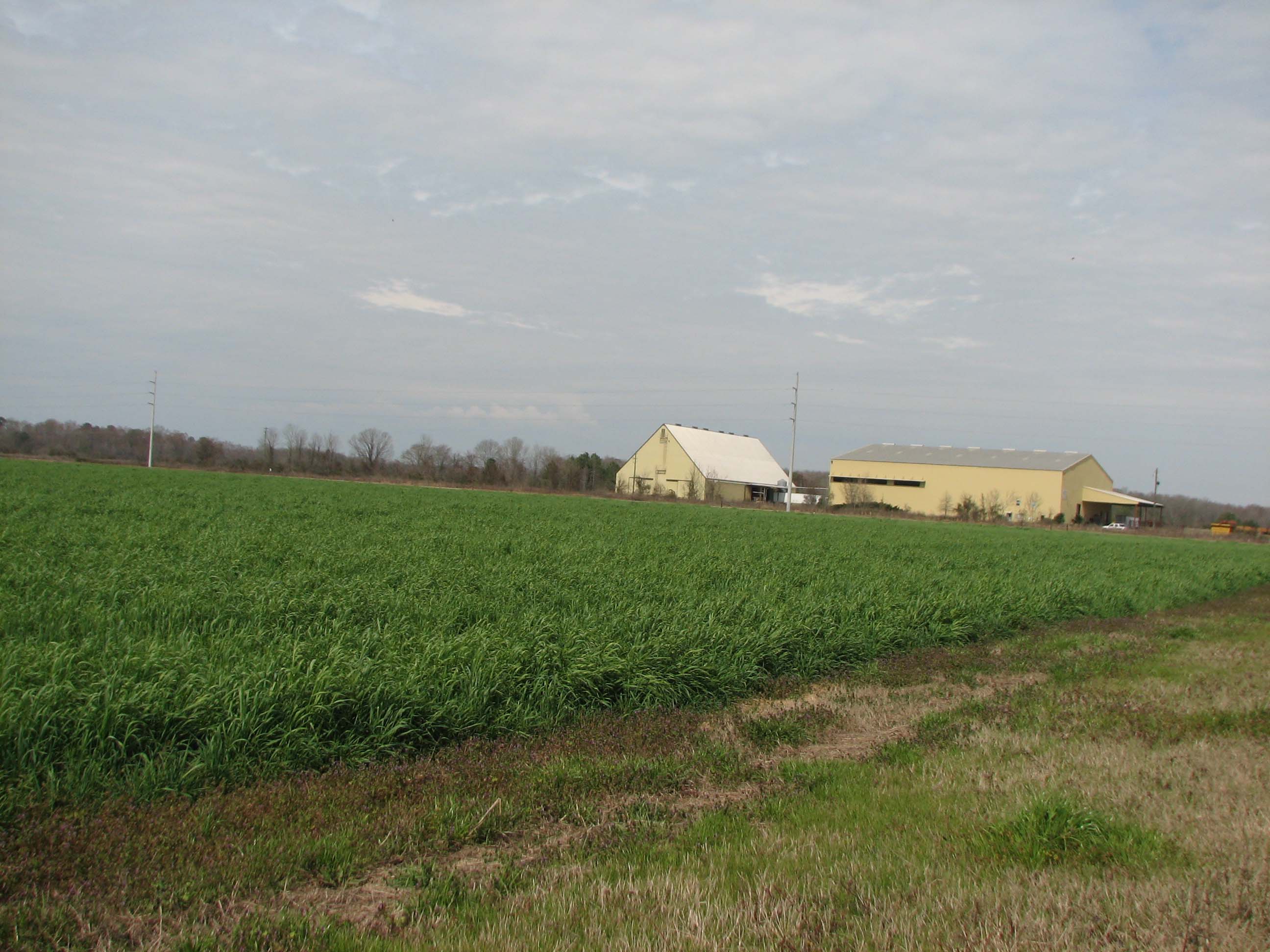 Locations Hub - Auburn University-Wheat Fields