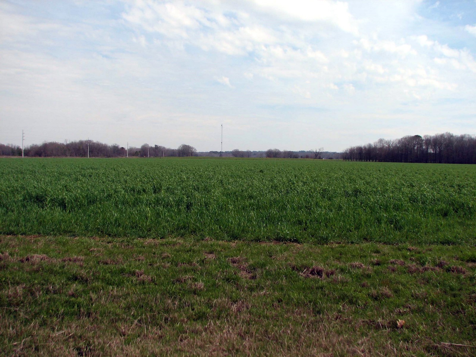 Locations Hub - Auburn University-Wheat Fields